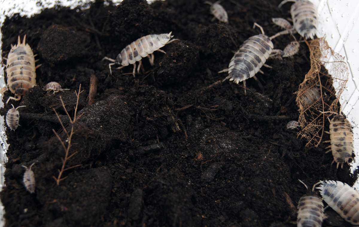 Panda Asseln Zuchtansatz - Bodenpolizei & Lebendfutter für Reptilien ...