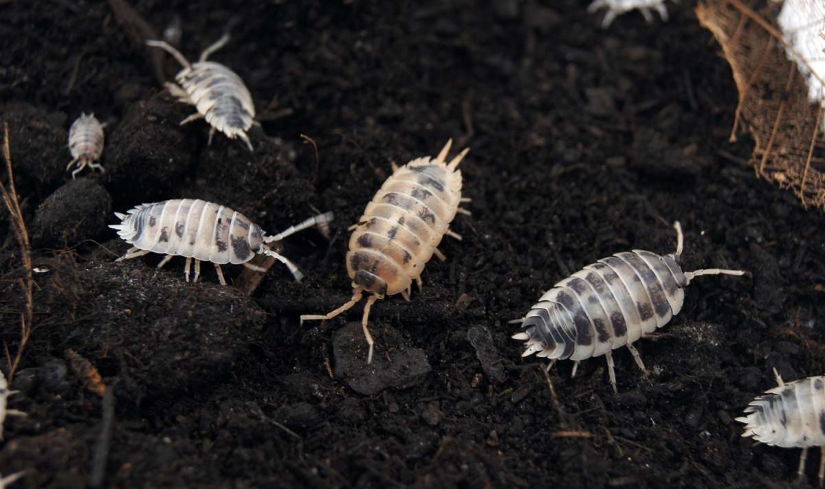 Panda Asseln Zuchtansatz - Bodenpolizei & Lebendfutter für Reptilien ...