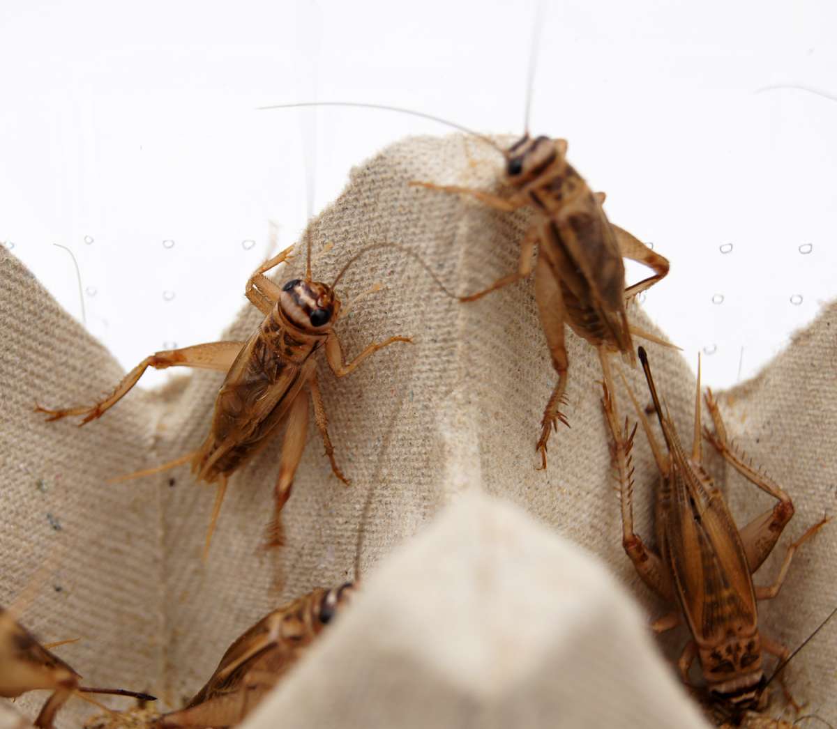 Heimchen - Made in Germany | Futterinsekten | Ernährung ...