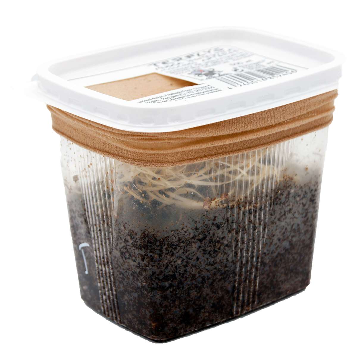 Terfly (Stummelfliegen/ Krullfliegen) Zuchtansatz flugunfähig ...