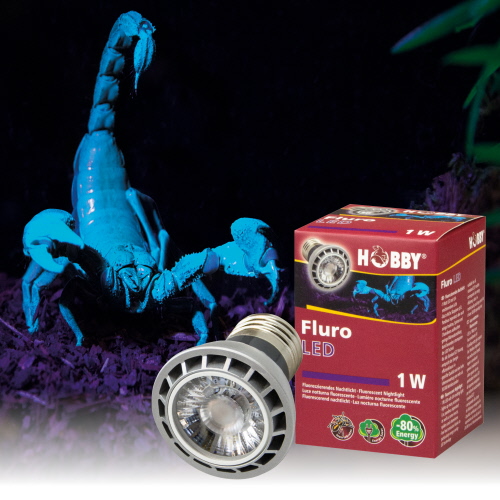 Hobby Fluro LED - UV-Lampe für Skorpione und Spinnen | TerraristikShop.net