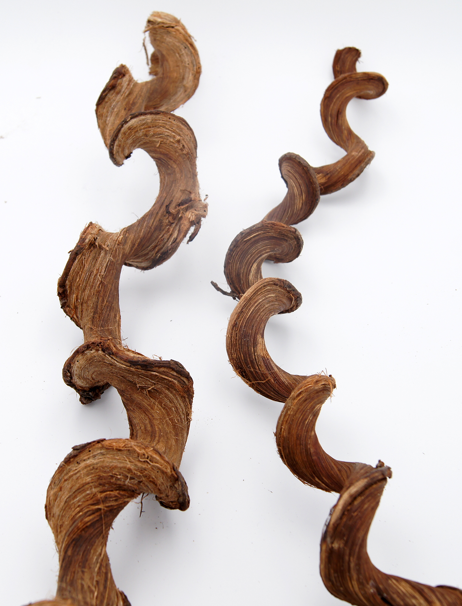 Natürliche Drachen Liane für Terrarien - Ideal zur Dekoration & als ...