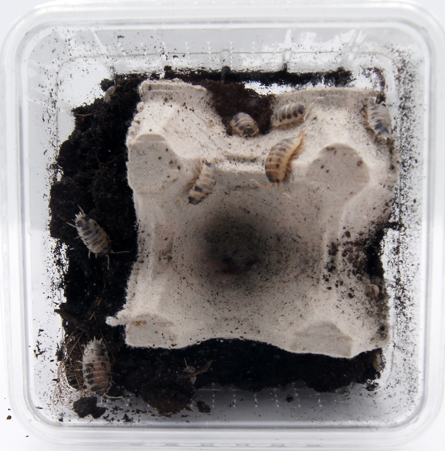 Panda Asseln Zuchtansatz - Bodenpolizei & Lebendfutter für Reptilien ...